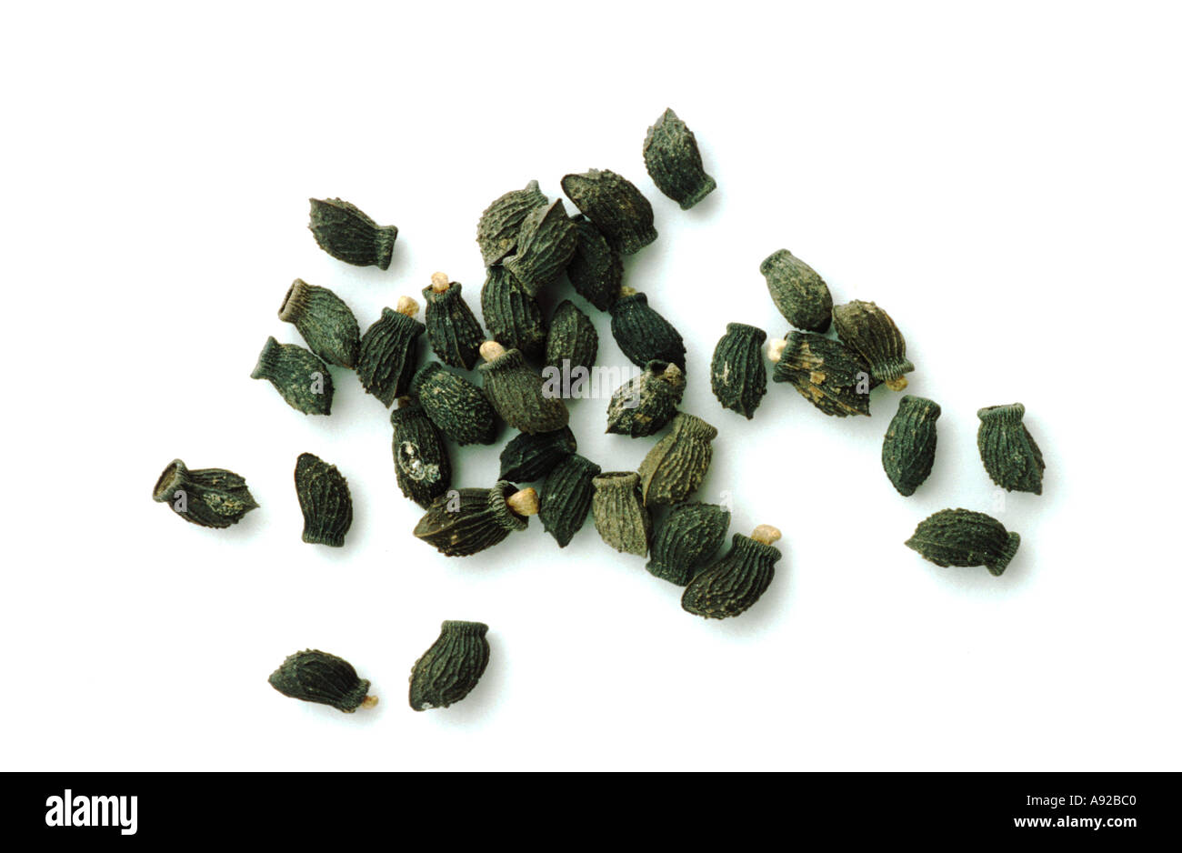 Borage seed hi-res stock photography and images - Alamy
