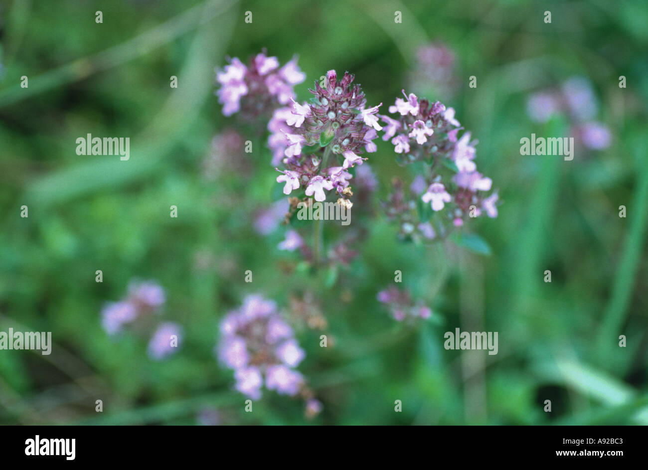 Herb Spice Medicinal plant Thyme Thymus vulgaris pulegioides Thymian ...
