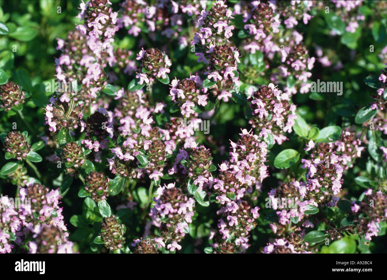 Herb Spice Medicinal plant Thyme Thymus vulgaris pulegioides Thymian ...