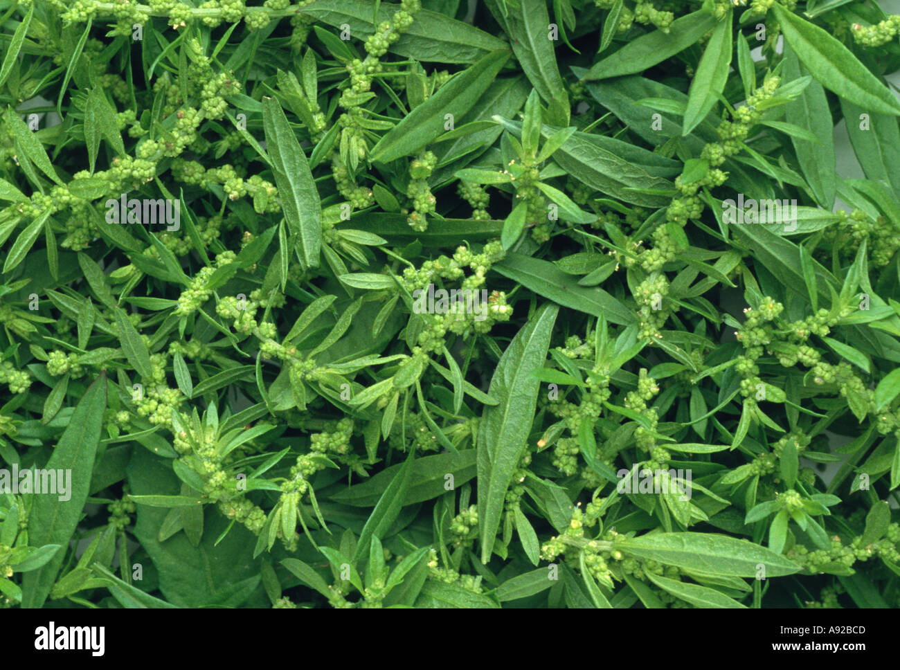 Medicinal plant herb spice Epazote Chenopodium ambrosioides mexican ...