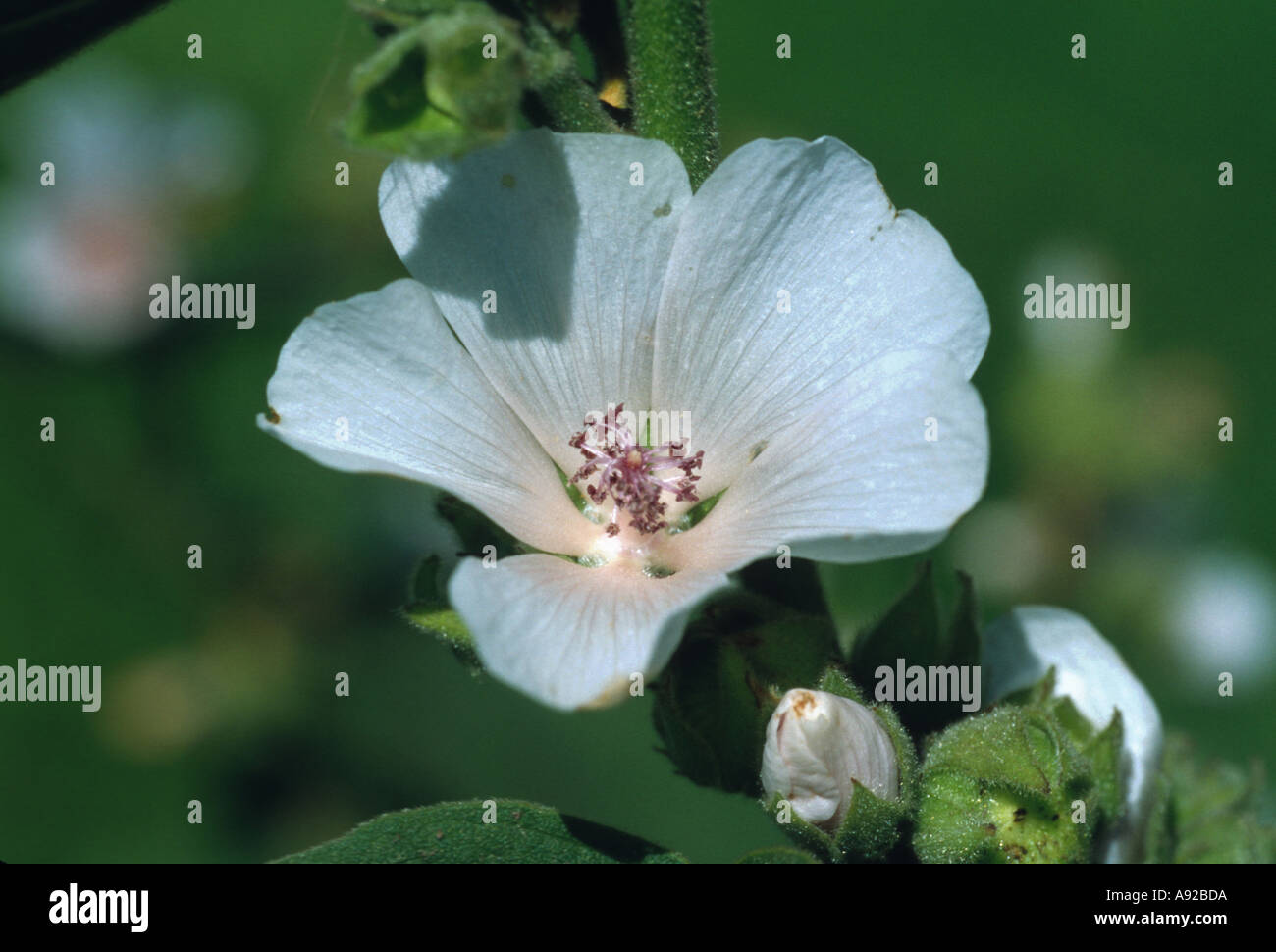 Althea officinalis hi-res stock photography and images - Alamy