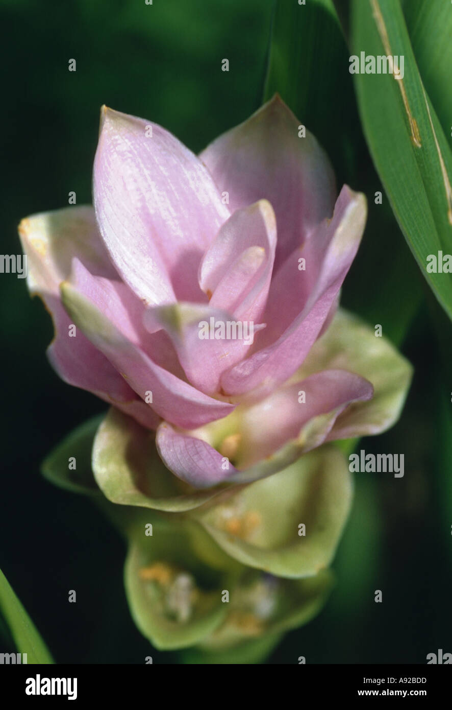 Medicinal plant spice Curcuma aromatica blossom Stock Photo - Alamy