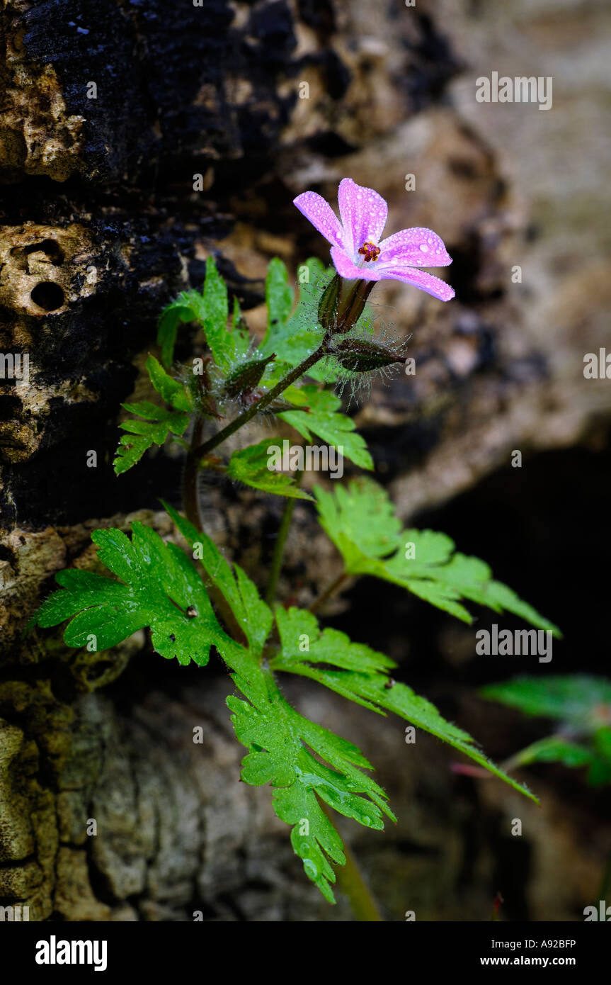 Geranium robertianum hi-res stock photography and images - Alamy