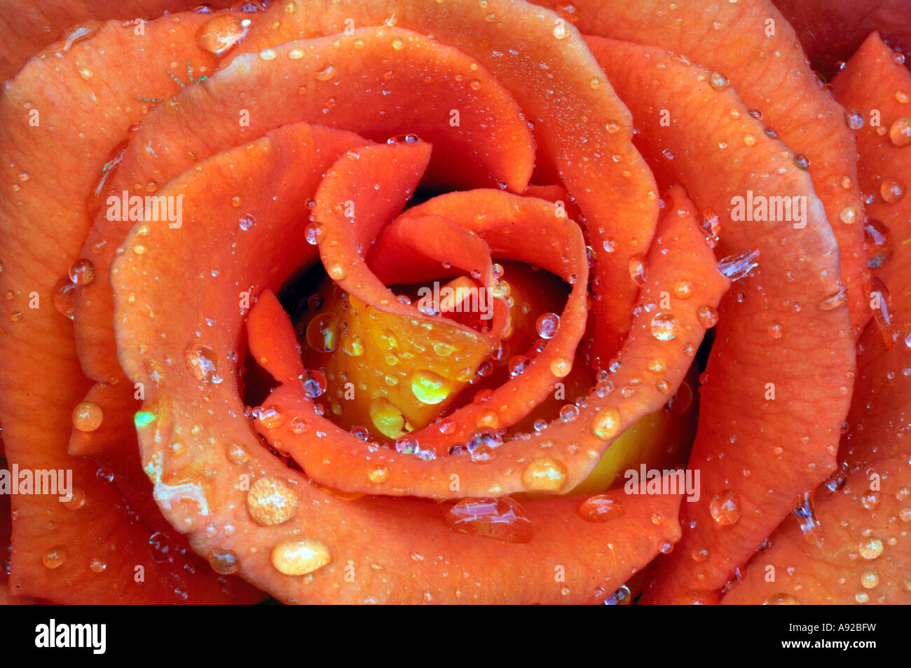 Rose with waterdrops Stock Photo - Alamy