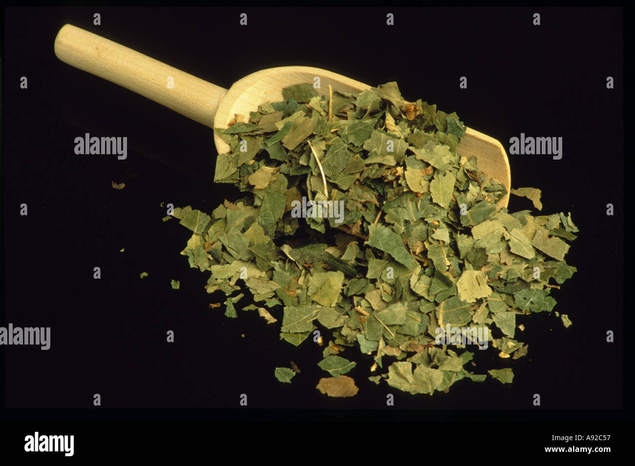 Medicinal plant Birch tree leaves Betula alba Birke Stock Photo - Alamy