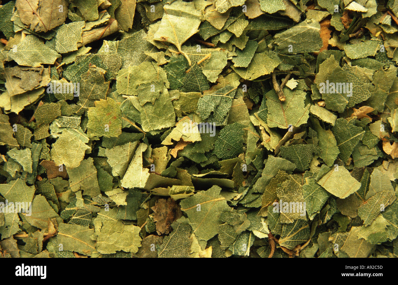 Medicinal plant Birch tree leaves Betula alba Birke Stock Photo - Alamy
