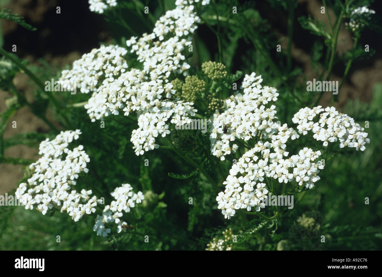 Achillea millefolium, known commonly as yarrow or common yarrow ...