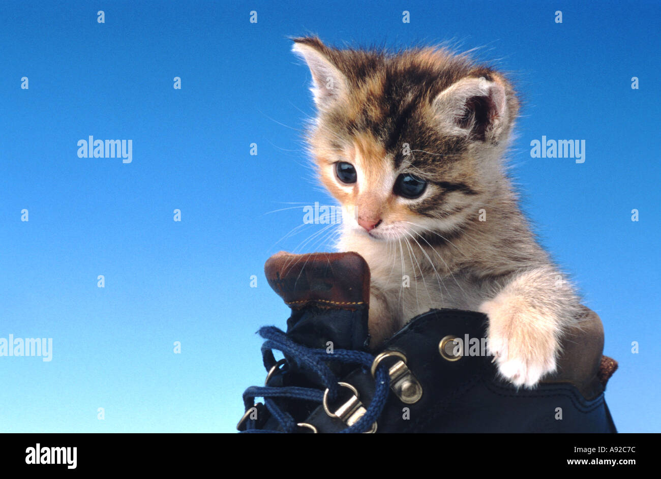 Cat with shoe hi-res stock photography and images - Alamy