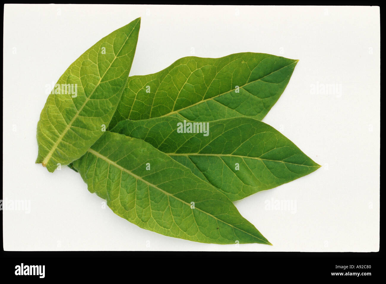 Nicotiana tabacum leaves tobacco Stock Photo - Alamy
