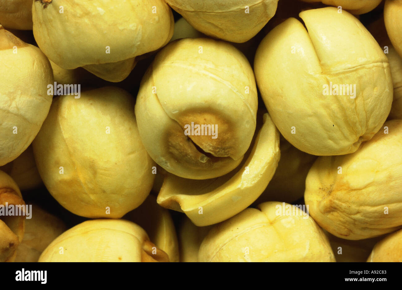 Medicinal plant spice Lotus kernels Nymphaea lotus Stock Photo - Alamy