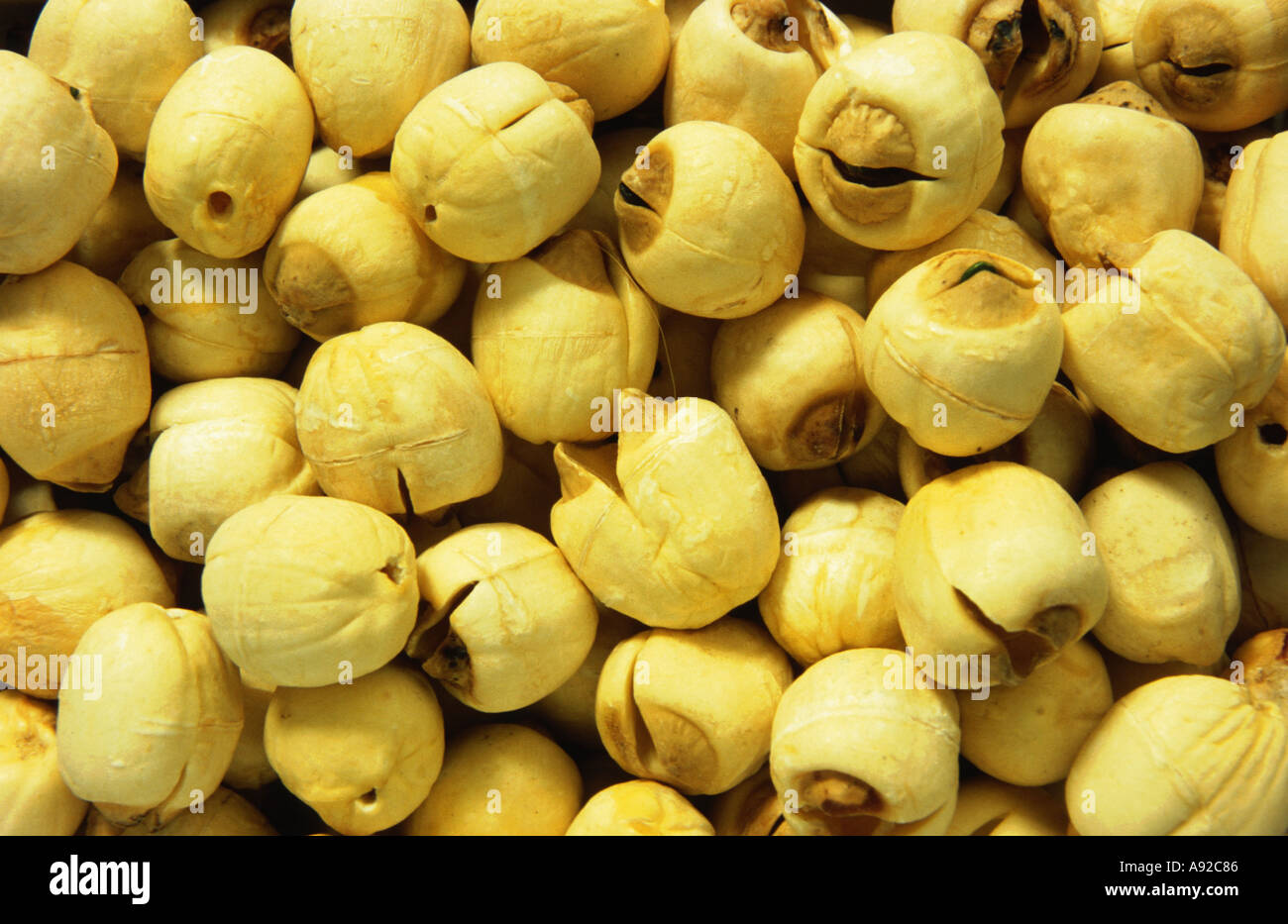 Medicinal plant spice Lotus kernels Nymphaea lotus Stock Photo - Alamy