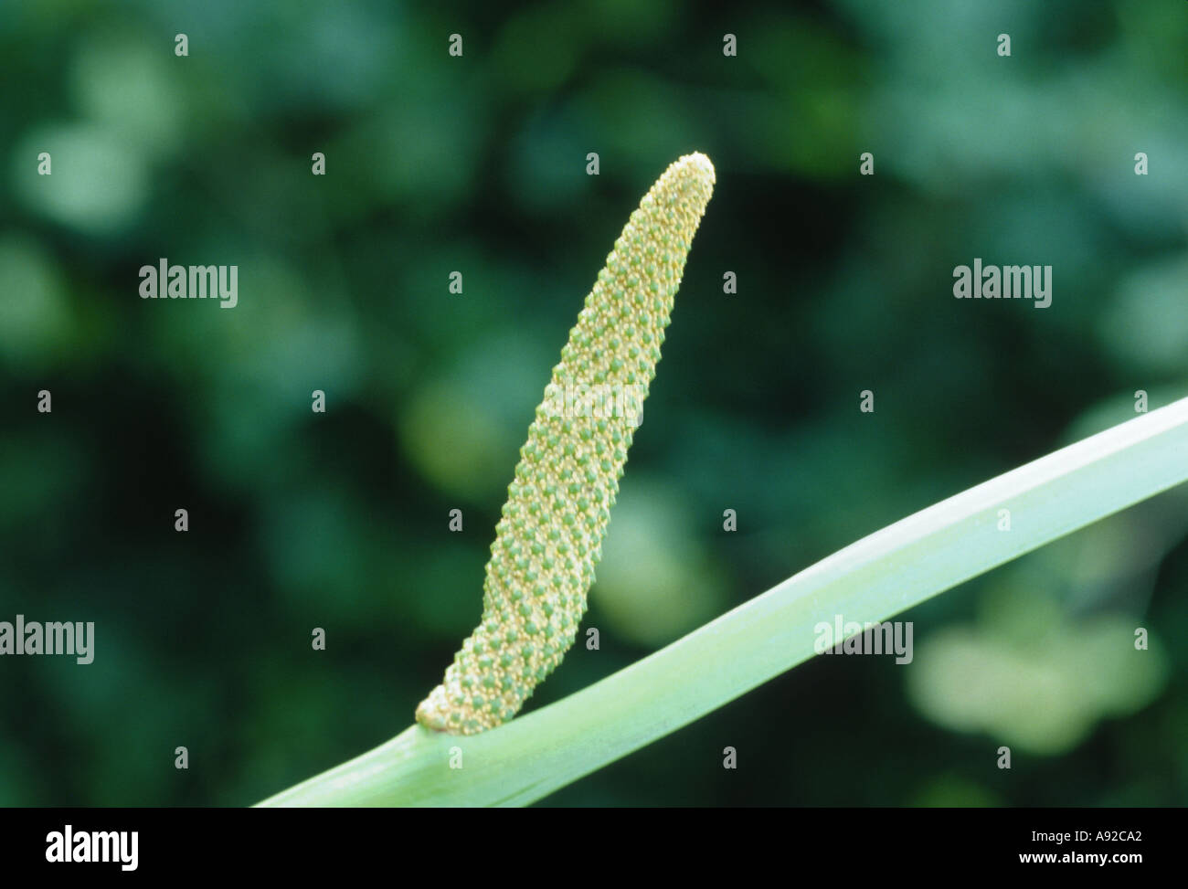 Medicinal plant Acorus calmus Calmus blossom Stock Photo - Alamy