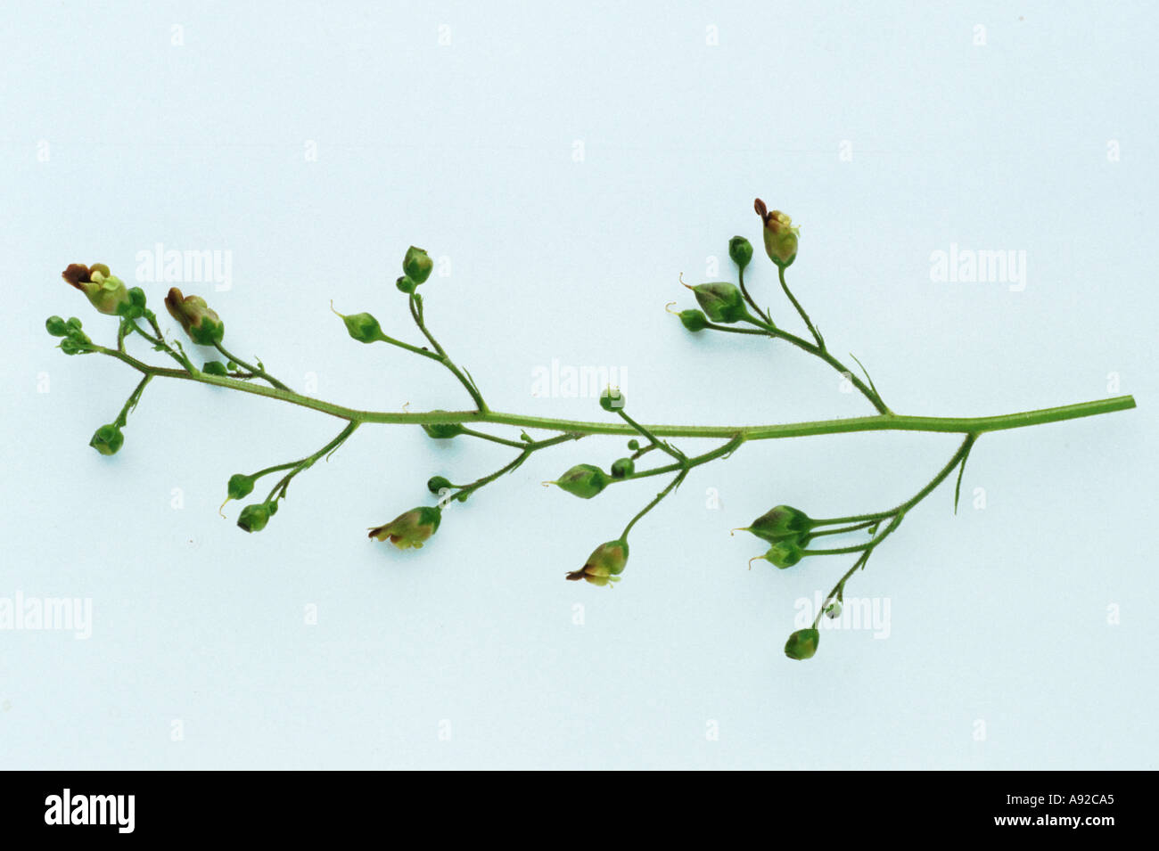 Medicinal plant Figwort Braunwurz Scrophularia nodosa Stock Photo - Alamy