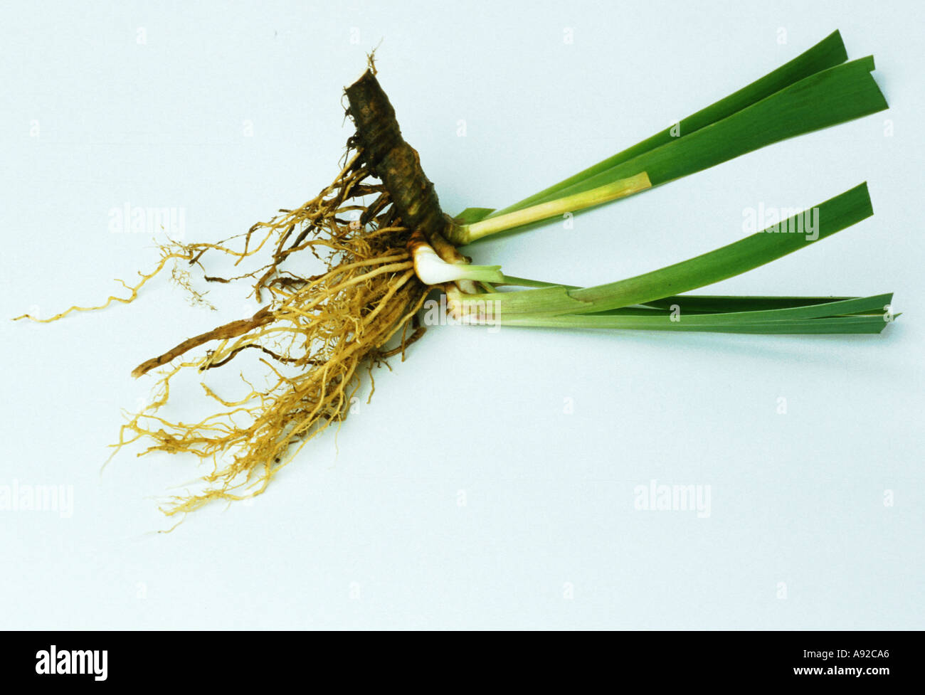 Medicinal plant root of Iris Iris pallida Schwertlilie Stock Photo - Alamy