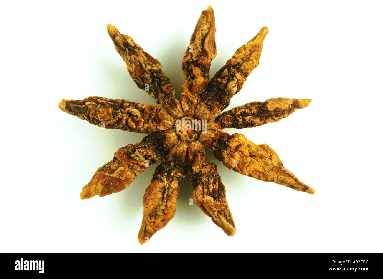 Aniseed Sternanis Illicium verum spice medicinal plant Stock Photo - Alamy