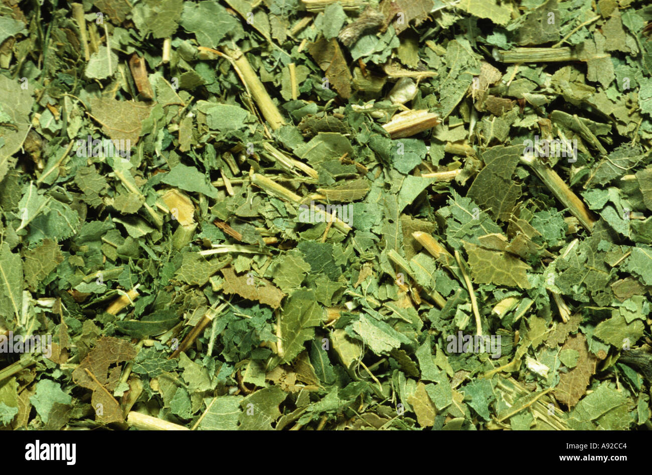 Medicinal plant Geranium maculatum Storchenschnabel dried herb Stock ...