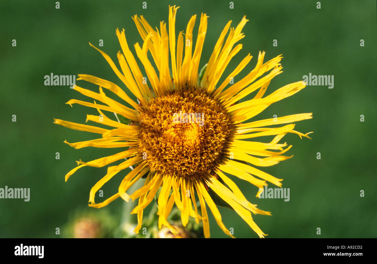 Alant hi-res stock photography and images - Alamy