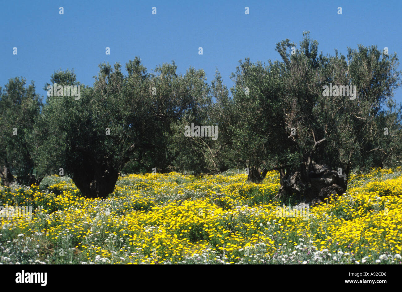 Oil trees hi-res stock photography and images - Alamy