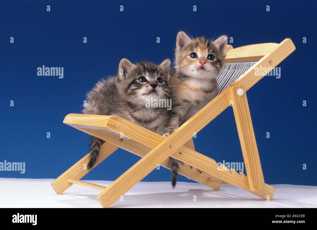 two young cats sitting in a deck chair Stock Photo - Alamy