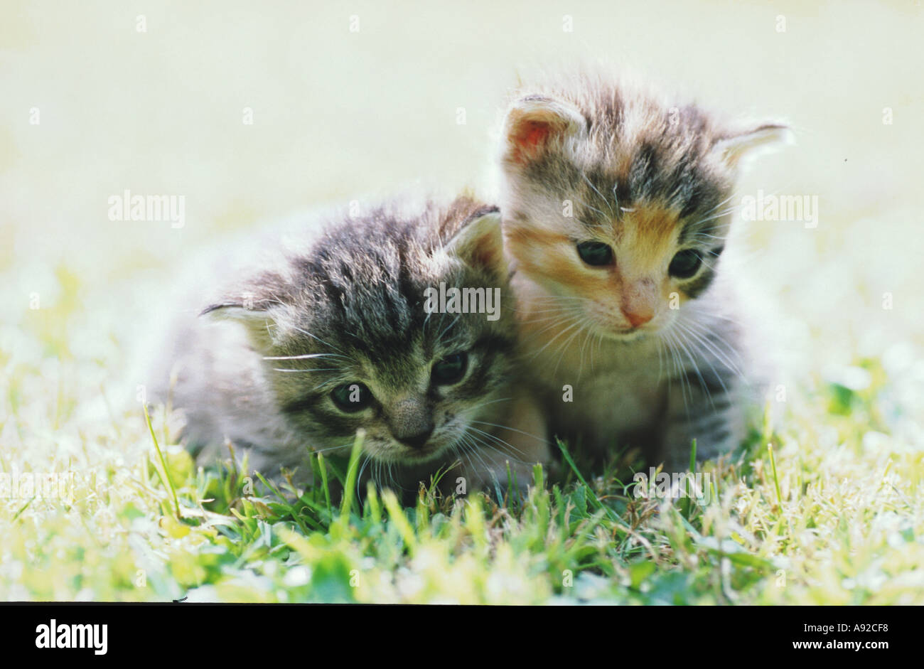 two very young cats sitting in the meadow Stock Photo - Alamy