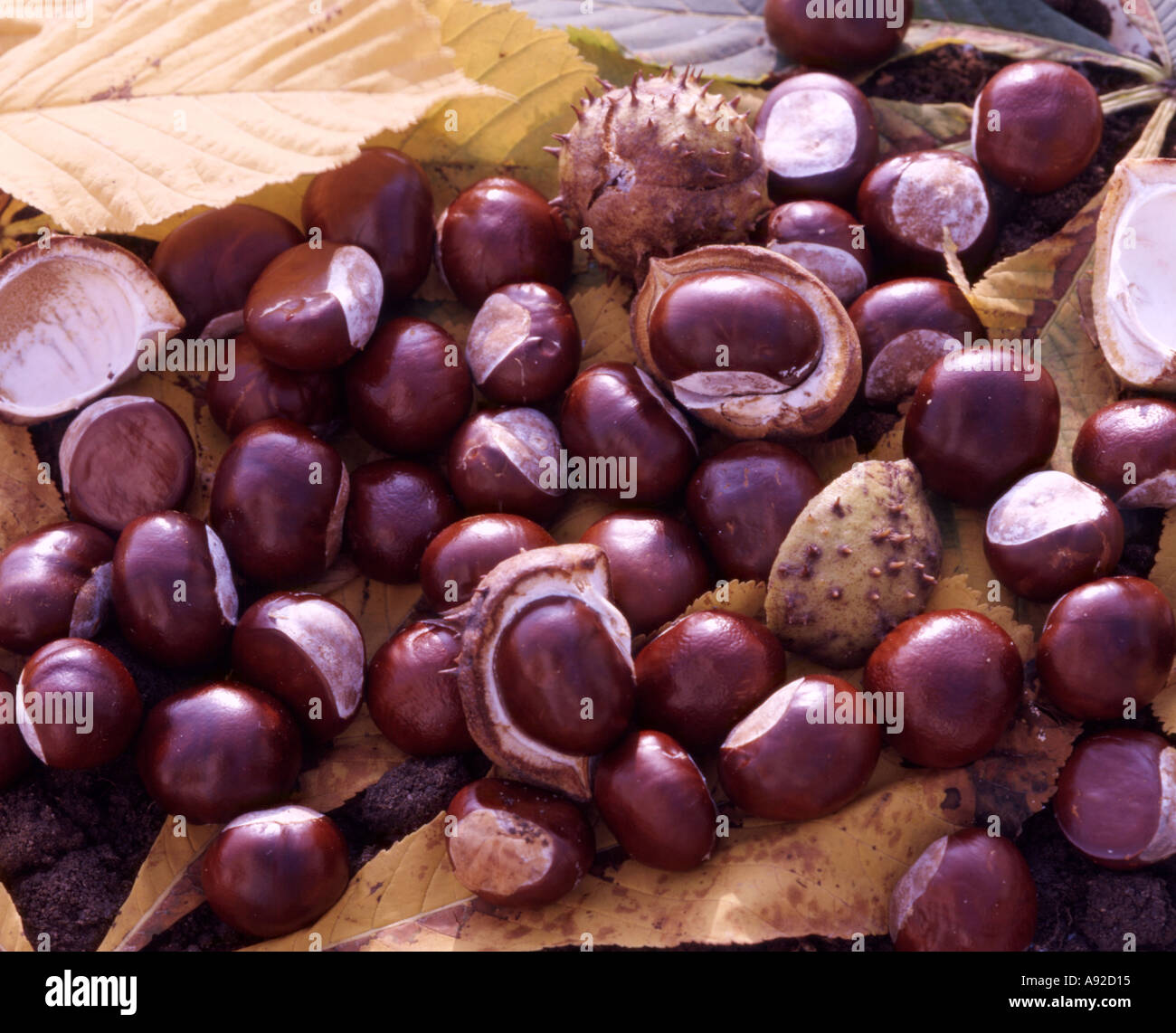 chestnuts fruit of the chestnut tree Kastanie Stock Photo - Alamy