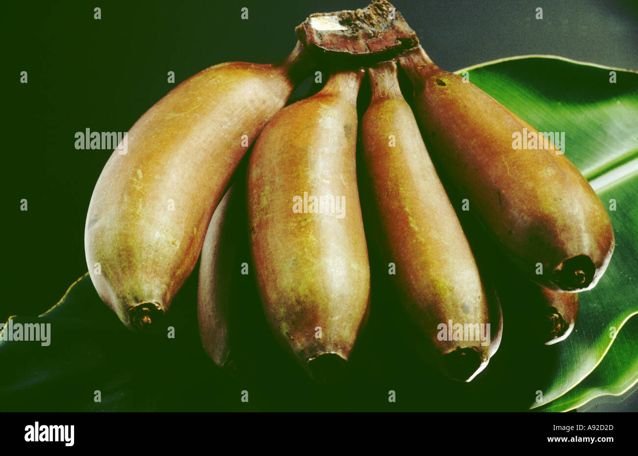 Red fire bananas Musa spp from Costa Rica Stock Photo - Alamy