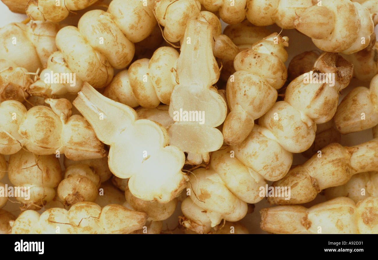 Chinese artichoke crossne chorogi Stachys sieboldi fruit Stock Photo ...
