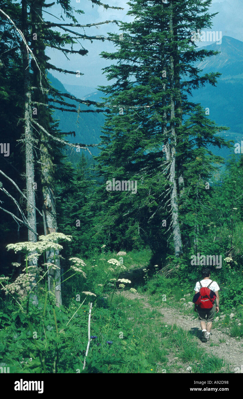 walker wood hike hiking ramble rambling way walking tour Stock Photo ...