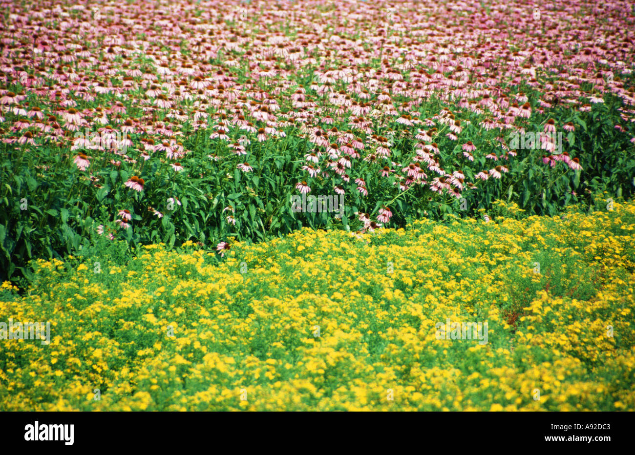 St John's wort, Hypericum perforatum, also known as Tipton's weed ...
