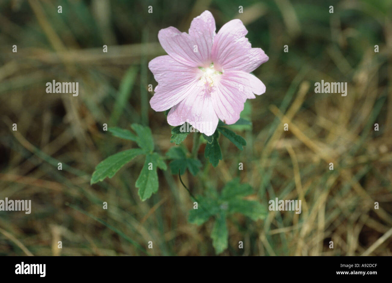 Malve hi-res stock photography and images - Alamy