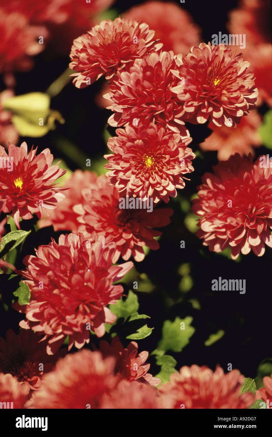 Chrysanthemums plant hi-res stock photography and images - Alamy