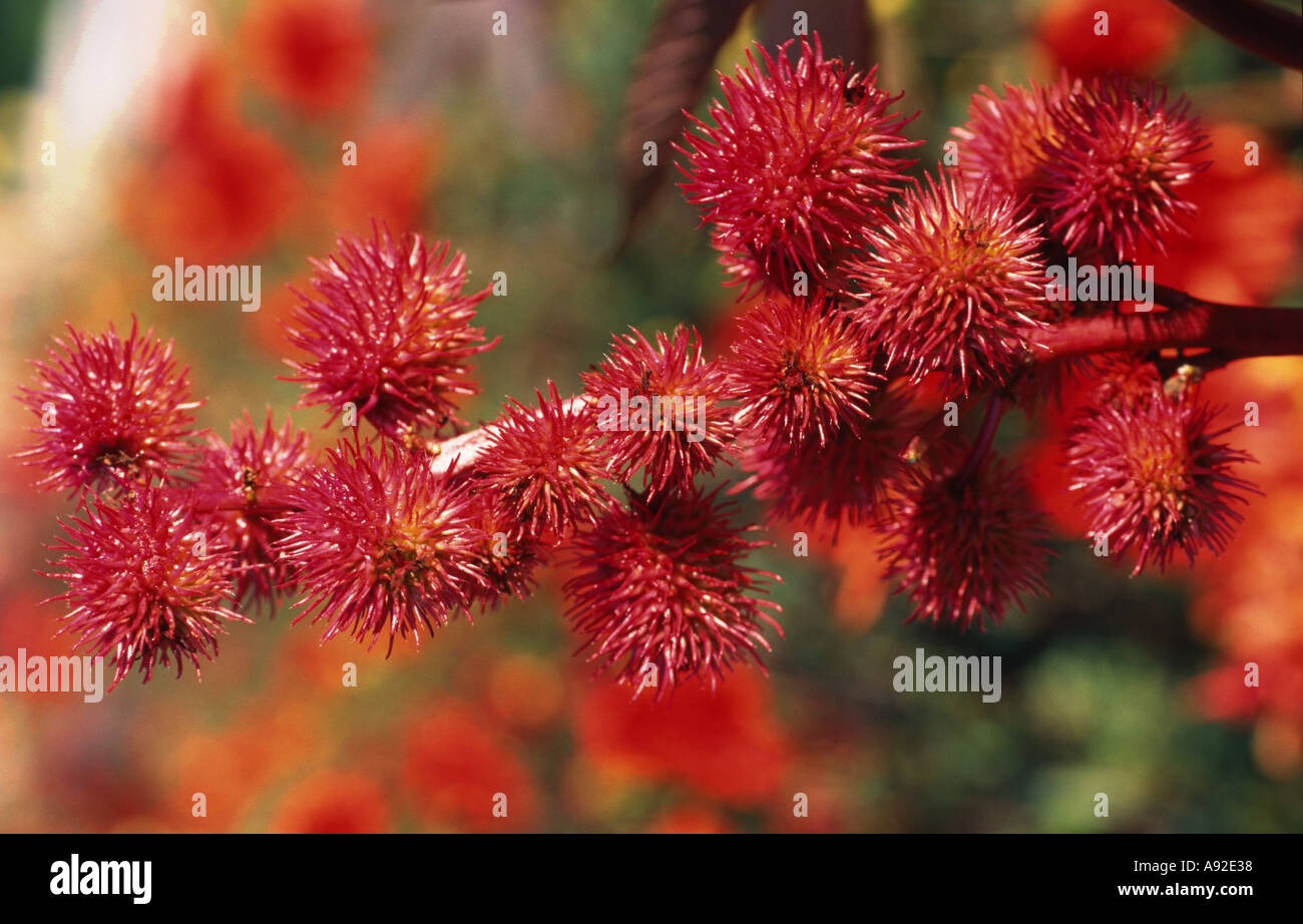 Medicinal plant Rizinus Ricionus communis Castor bean plant red ...