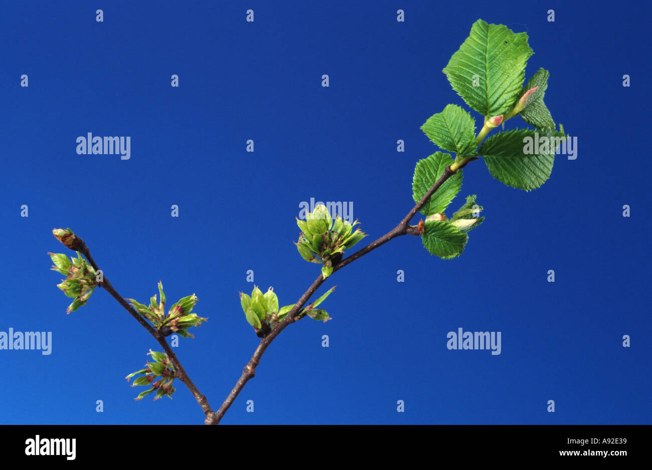 Ulme hi-res stock photography and images - Alamy