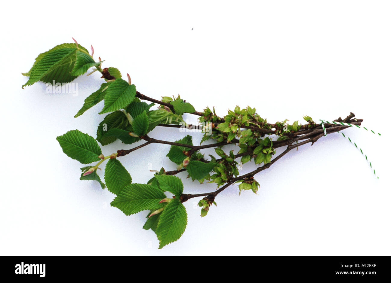 Ulme hi-res stock photography and images - Alamy