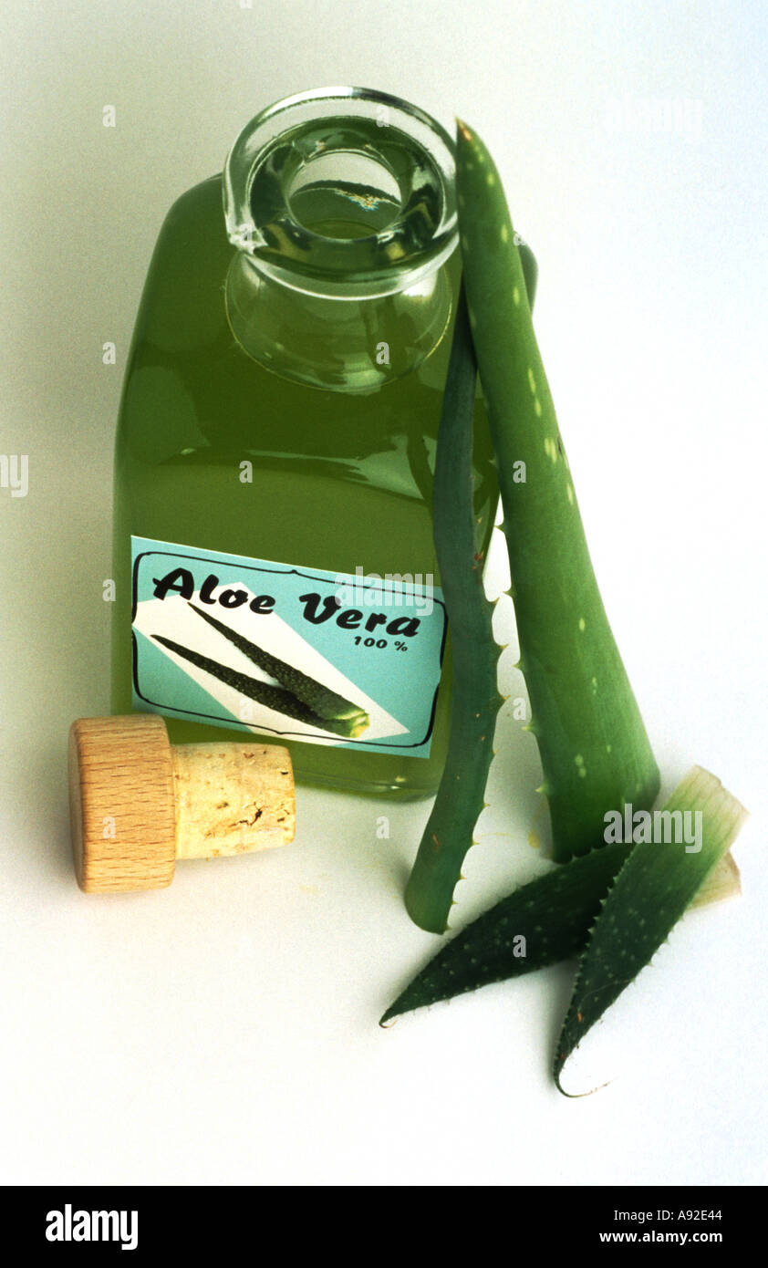 Medicinal plant Aloe Vera Stock Photo - Alamy