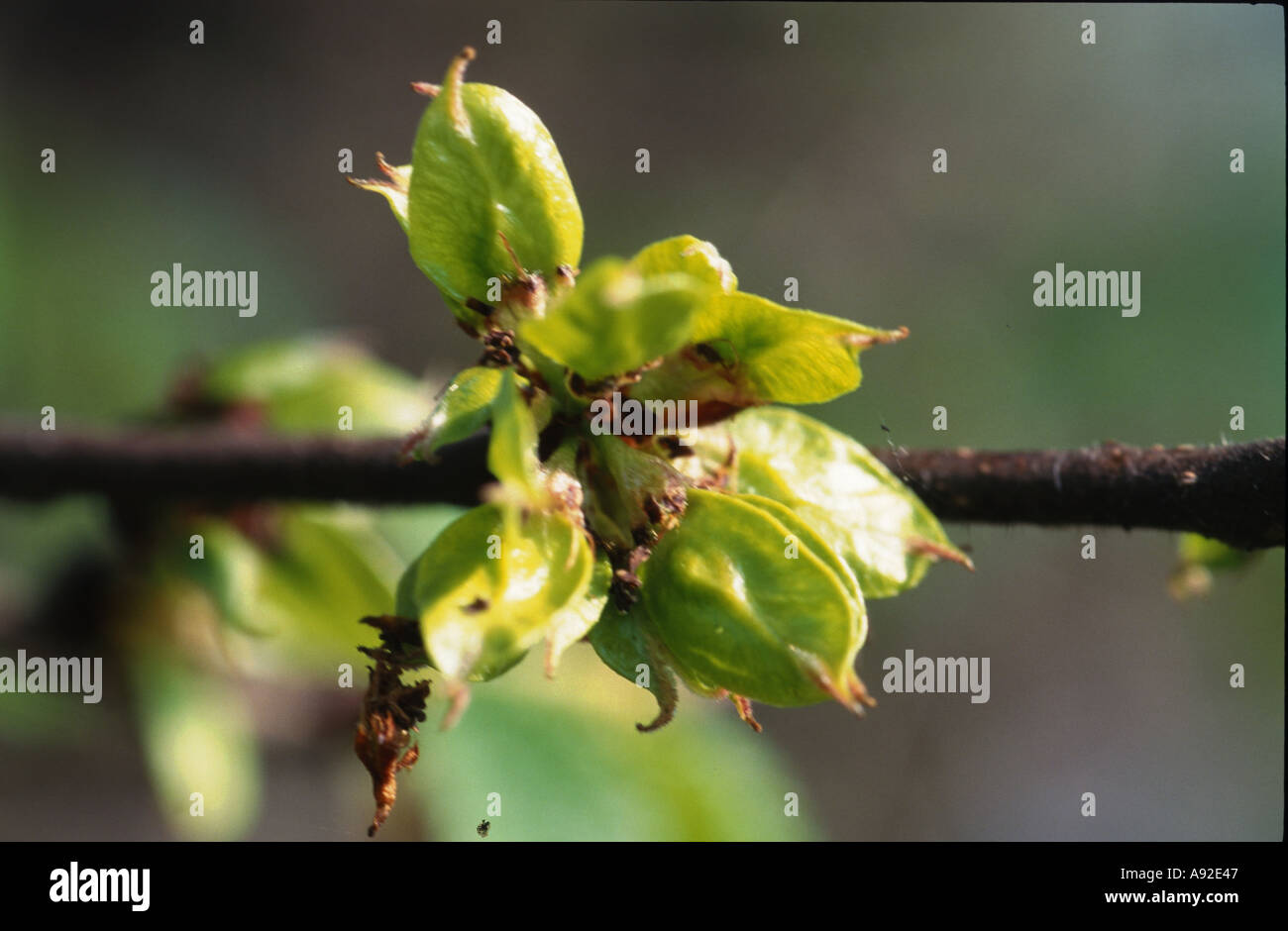 Ulme hi-res stock photography and images - Alamy