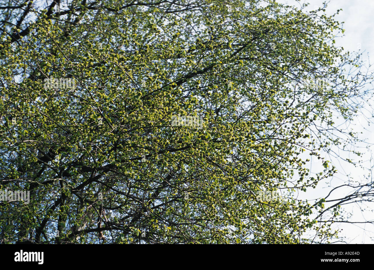 Ulme hi-res stock photography and images - Alamy