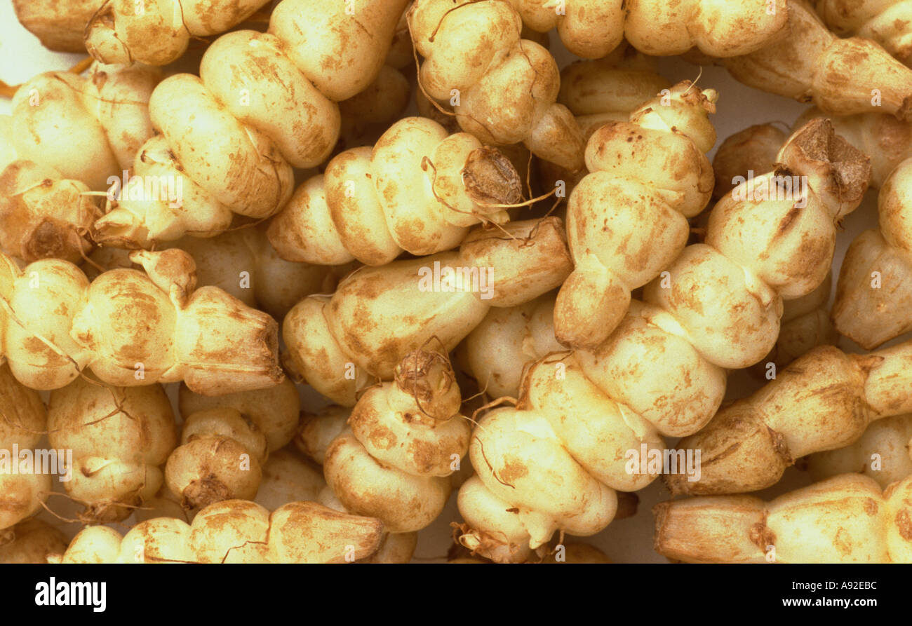 Chinese artichoke hi-res stock photography and images - Alamy