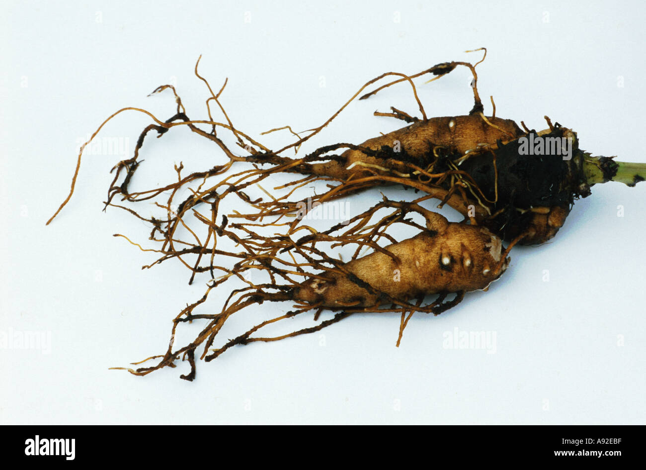 Medicinal plant root of Monkhood Aconitum napellus Eisenhut Stock Photo ...