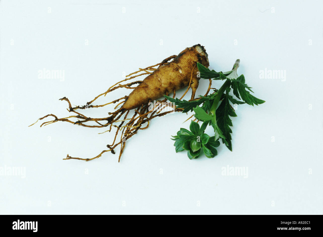 Medicinal plant root of Monkhood Aconitum napellus Eisenhut Stock Photo ...