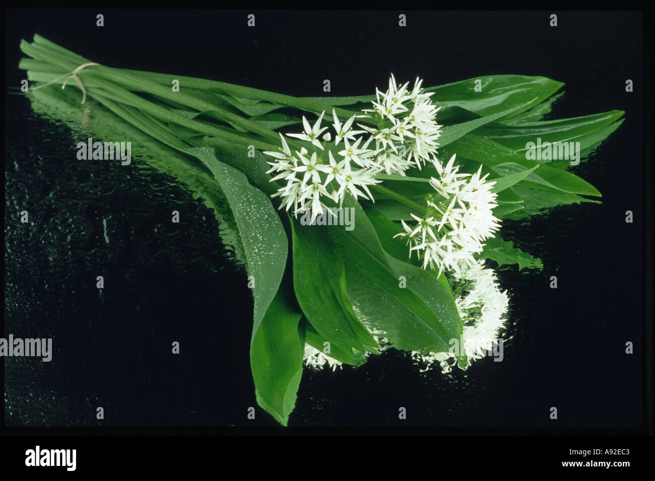 Medicinal plant Allium ursinum Ramson Ramsons Bärlauch Stock Photo - Alamy
