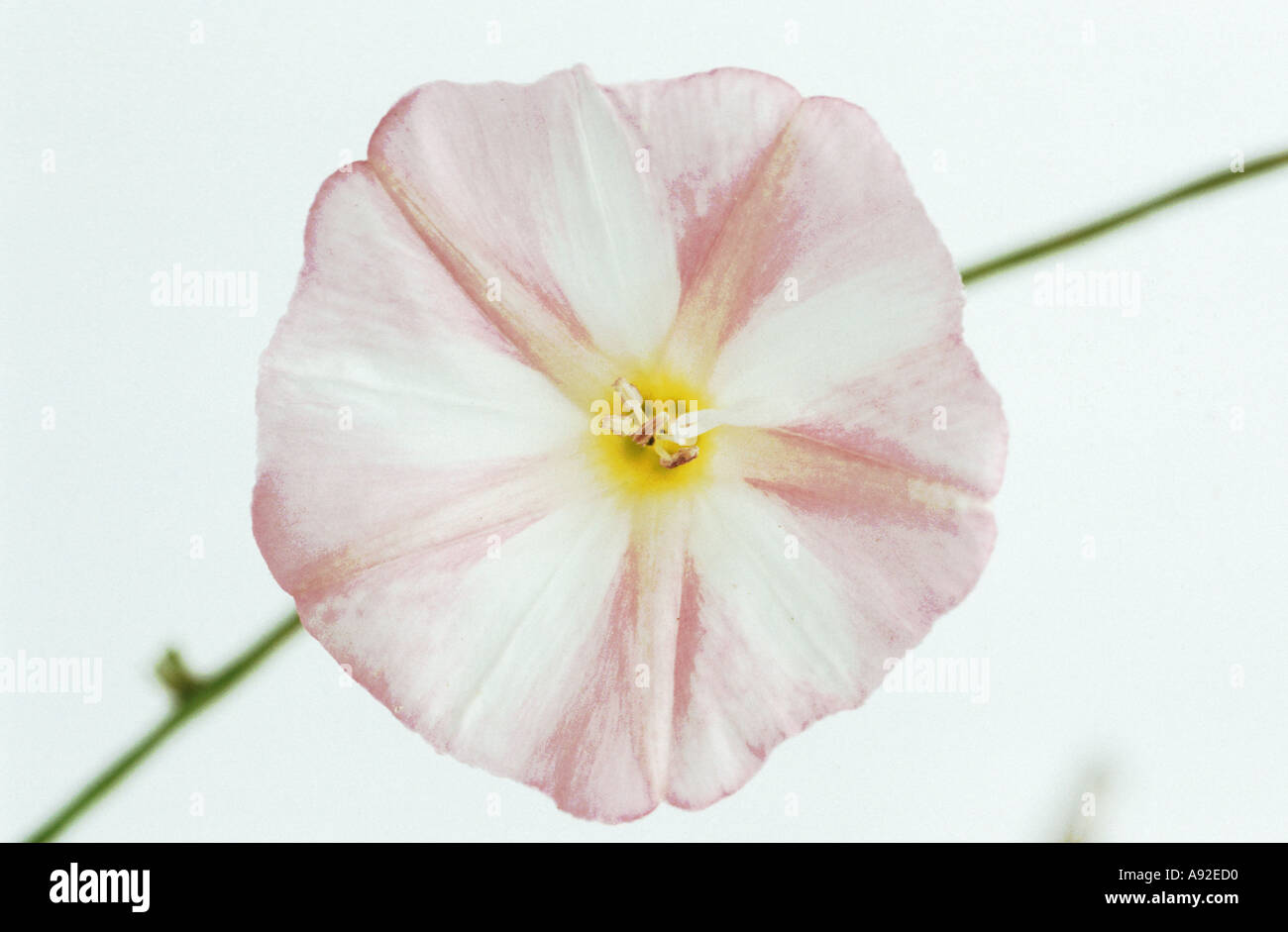 Medicinal plant Convolvulus arvensis Ackerwinde blossom Stock Photo - Alamy