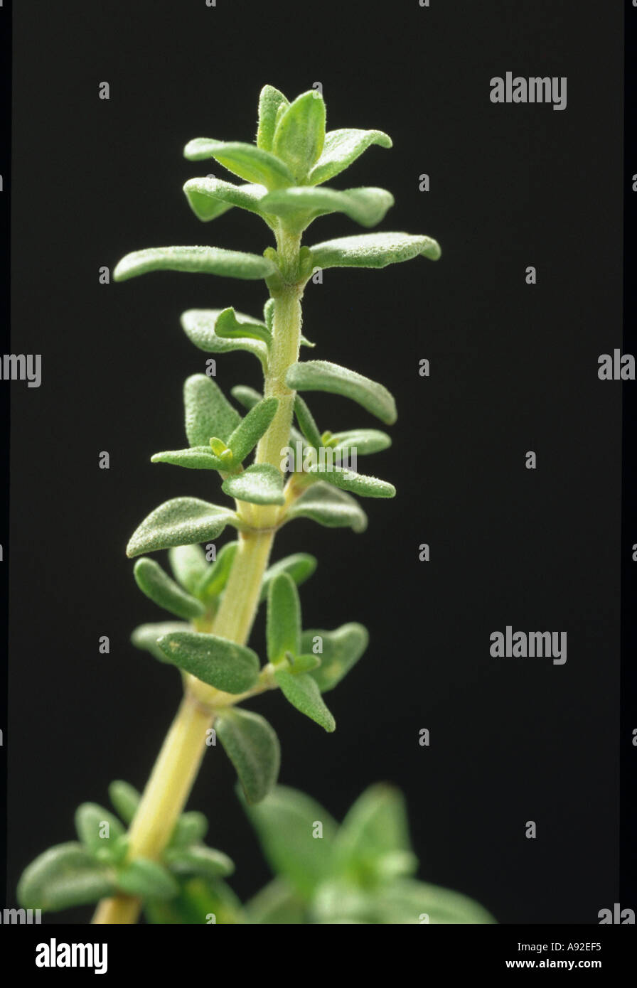Medicinal plant herb spice Garden thyme Thymus vulgaris Thymian Stock ...