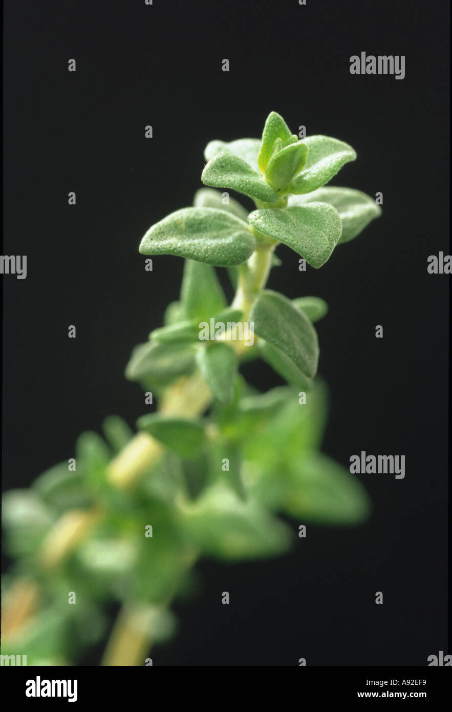 Medicinal plant herb spice Garden thyme Thymus vulgaris Thymian Stock ...