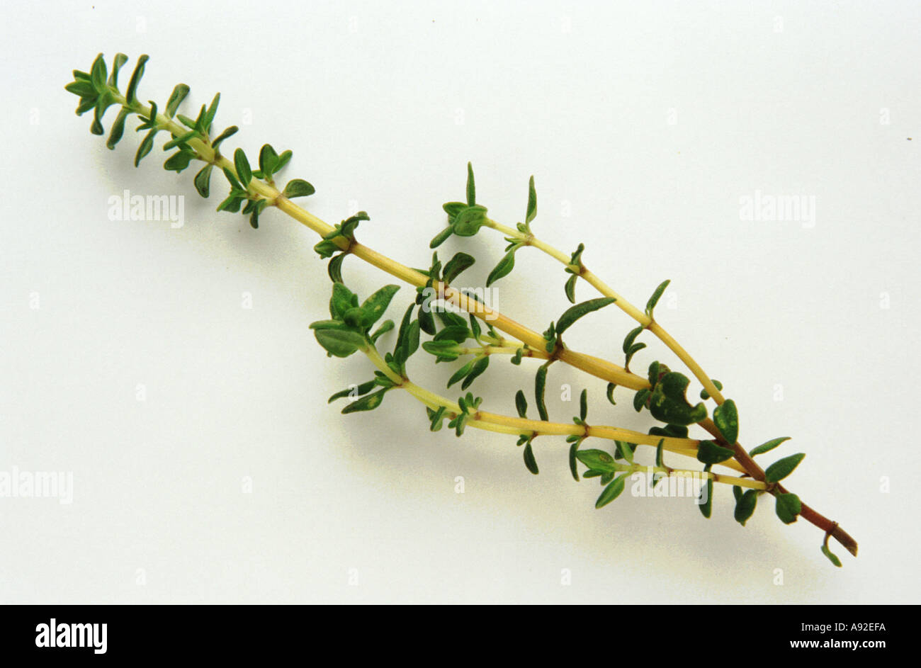Medicinal plant herb spice Garden thyme Thymus vulgaris Thymian Stock ...