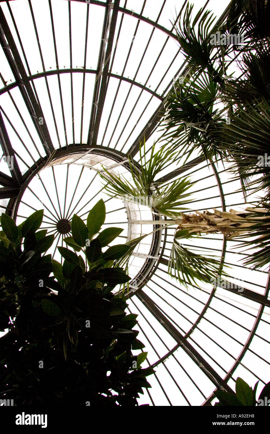 Roof of a large conservatory with palm trees Stock Photo - Alamy