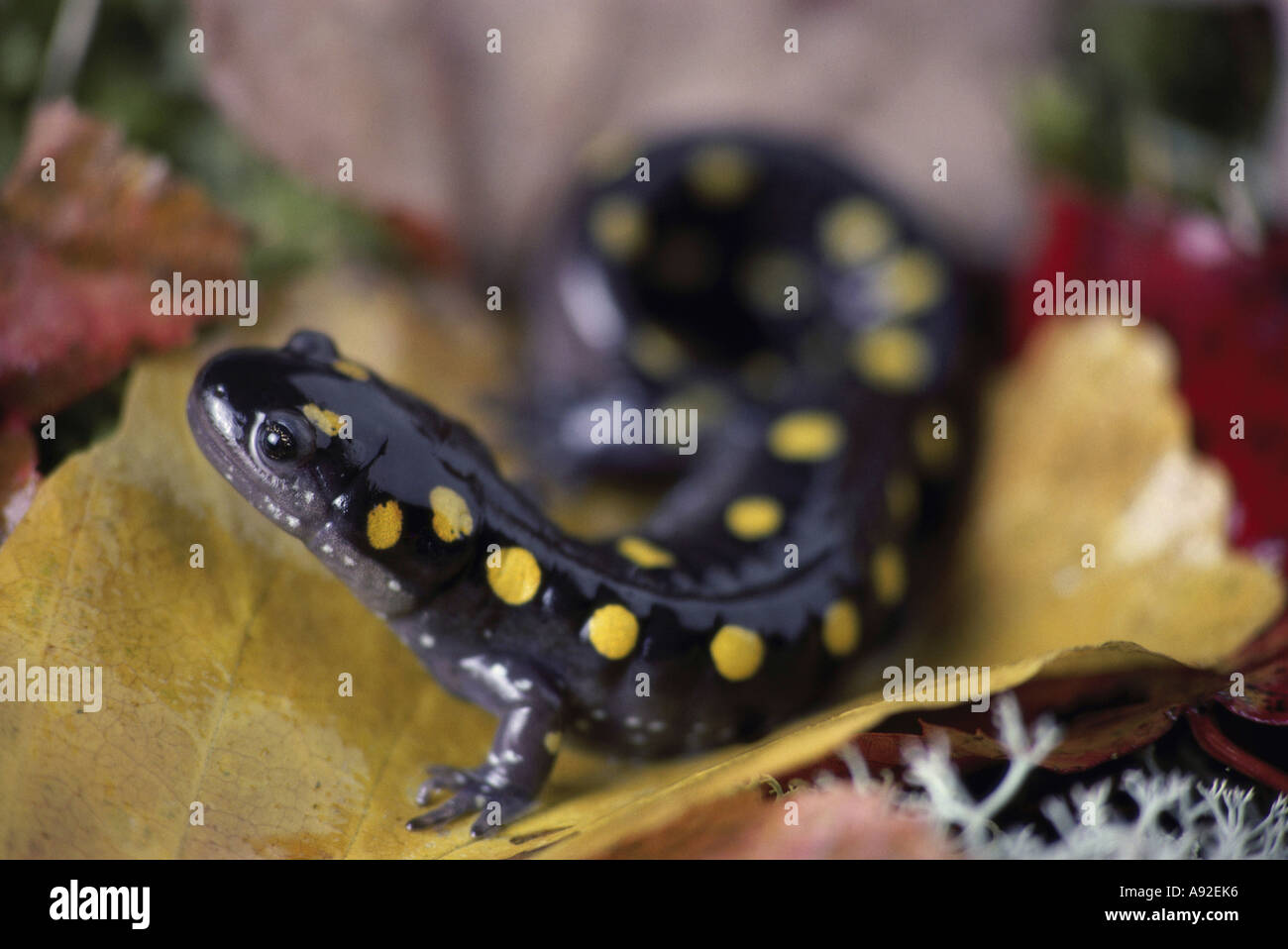 Yellow spotted salamander ambystoma maculatum hi-res stock photography ...