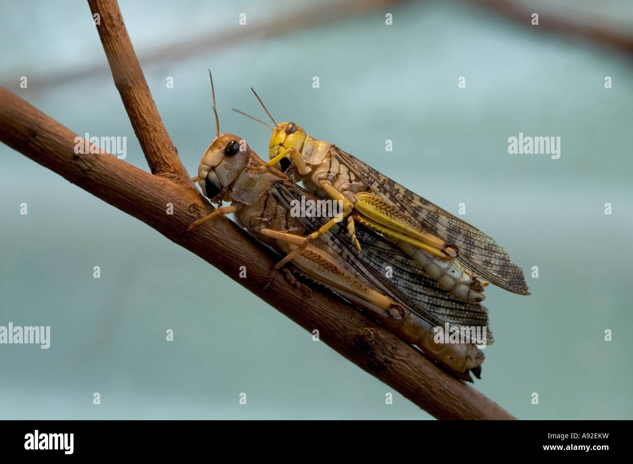 Egyptian migratory locust (Locusta migratoria Stock Photo - Alamy