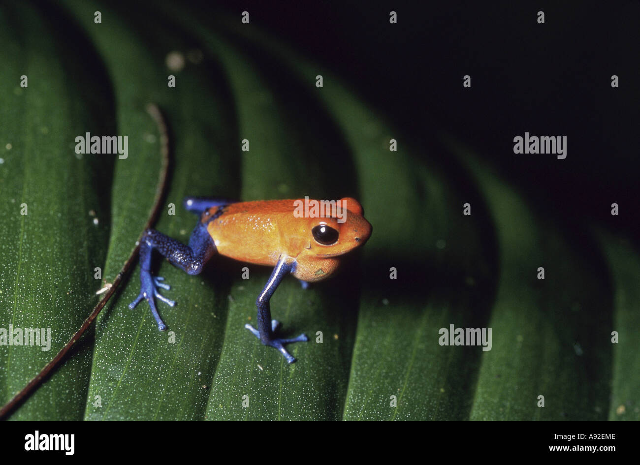 Orange and blue poison dart frog hi-res stock photography and images ...