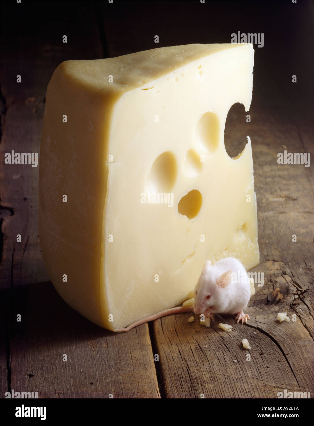 Rat eating cheese hi-res stock photography and images - Alamy